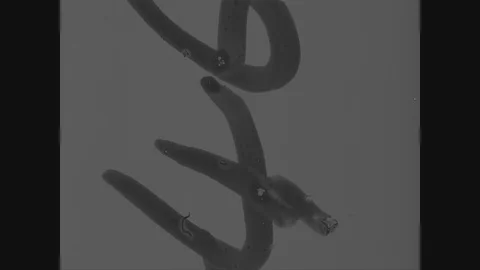 GREAT BRITISH TRIUMPH Tony Rolt and Doug... | Stock Video | Pond5