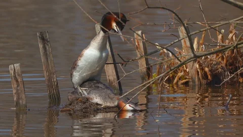 Animal Accouplement Vidéo d'archives | Animal Accouplement Videos ...