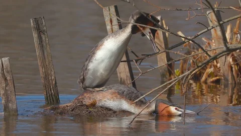 Animal Accouplement Vidéo d'archives | Animal Accouplement Videos ...