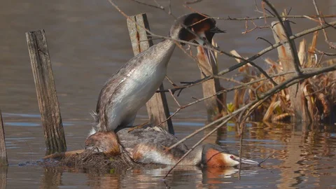 Animal Accouplement Vidéo d'archives | Animal Accouplement Videos ...