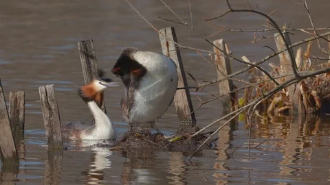 Animal Accouplement Vidéo d'archives | Animal Accouplement Videos ...