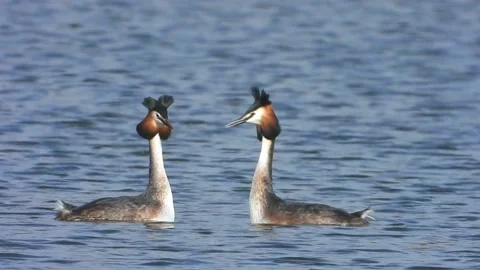 Shaking Hrad No Stock Videos – Royalty-Free HD & 4K Videos