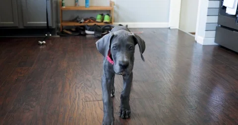 Great Dane puppy walking through kitchen... | Stock Video | Pond5