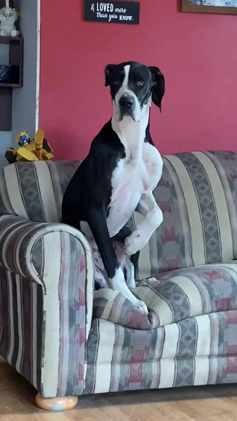 Great Dane Stock Footage ~ Royalty Free Stock Videos | Pond5