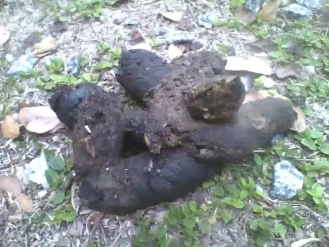 Great dog shit, the poop was big, it suc... | Stock Video | Pond5