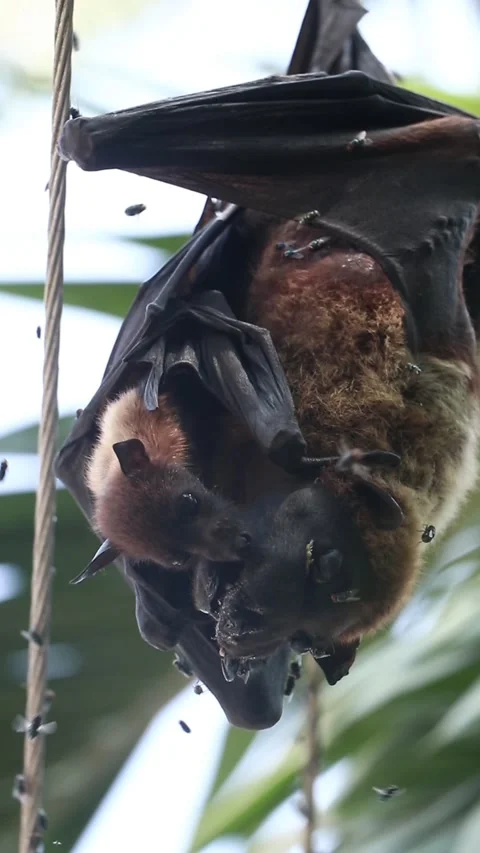 a great flying fox bat baby hugging its ... | Stock Video | Pond5
