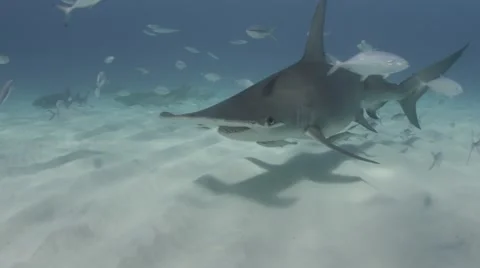 Hammerhead Shark Stock Footage ~ Royalty Free Stock Videos | Pond5