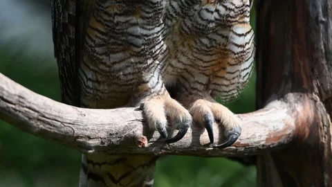 Great Horned Owl Close Up Talons 60fps | Stock Video | Pond5