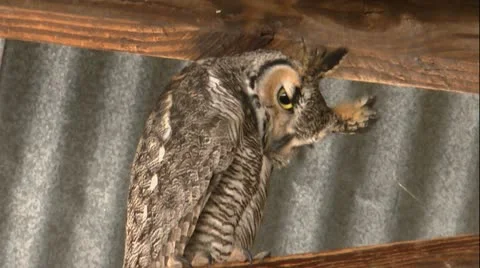 Contortionist C Stock Videos – Royalty-Free HD & 4K Videos | Page 3