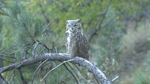 Great Horned Owl Yawning Open Mouth Fall... | Stock Video | Pond5