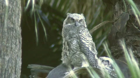 Great Horned Spotted Baby owls - seq 2 -... | Stock Video | Pond5