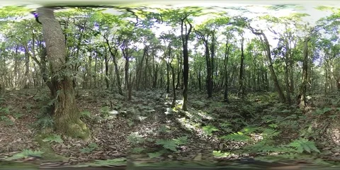 360 Forest Stock Video Footage | Royalty Free 360 Forest Videos | Pond5