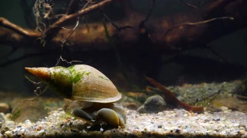 Foot Move Stock Videos – Royalty-Free HD & 4K Videos