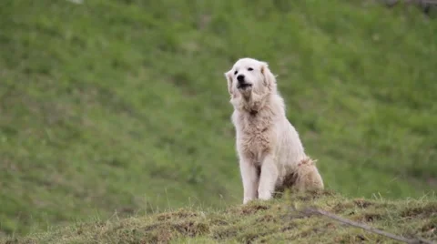 Great Pyrenees Stock Footage ~ Royalty Free Stock Videos | Pond5