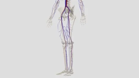 The great saphenous vein is a large supe... | Stock Video | Pond5