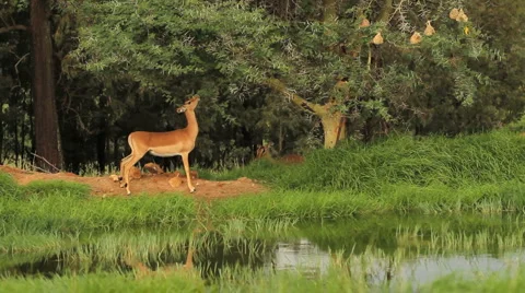 Great shot of African Antelope Eating Th... | Stock Video | Pond5