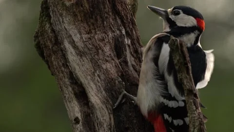 Head Caps Stock Videos – Royalty-Free HD & 4K Videos