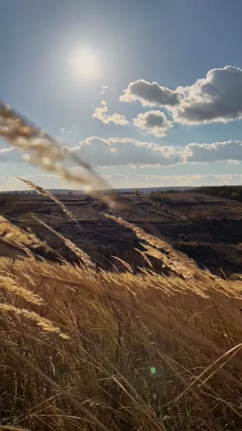 Great steppe at sunrise. Feather grass s... | Stock Video | Pond5