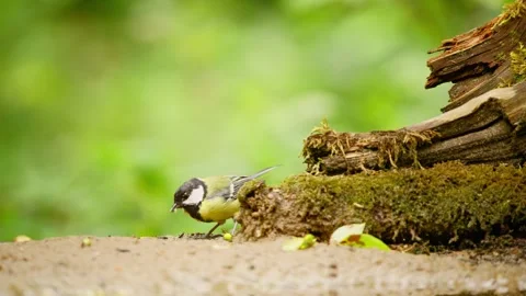 Great Tit in Friesland Netherlands sidev... | Stock Video | Pond5