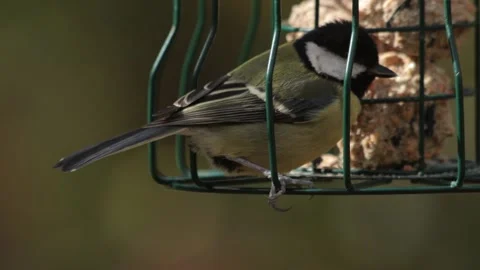Great Tit (Parus major) on a Fat-Ball Bi... | Stock Video | Pond5