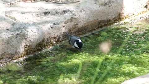 Wildin Out Font Stock Videos – Royalty-Free HD & 4K Videos