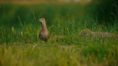 Great view of Corncrake calling in a gre... | Stock Video | Pond5