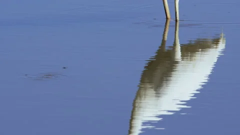 Great Moves Stock Videos – Royalty-Free HD & 4K Videos