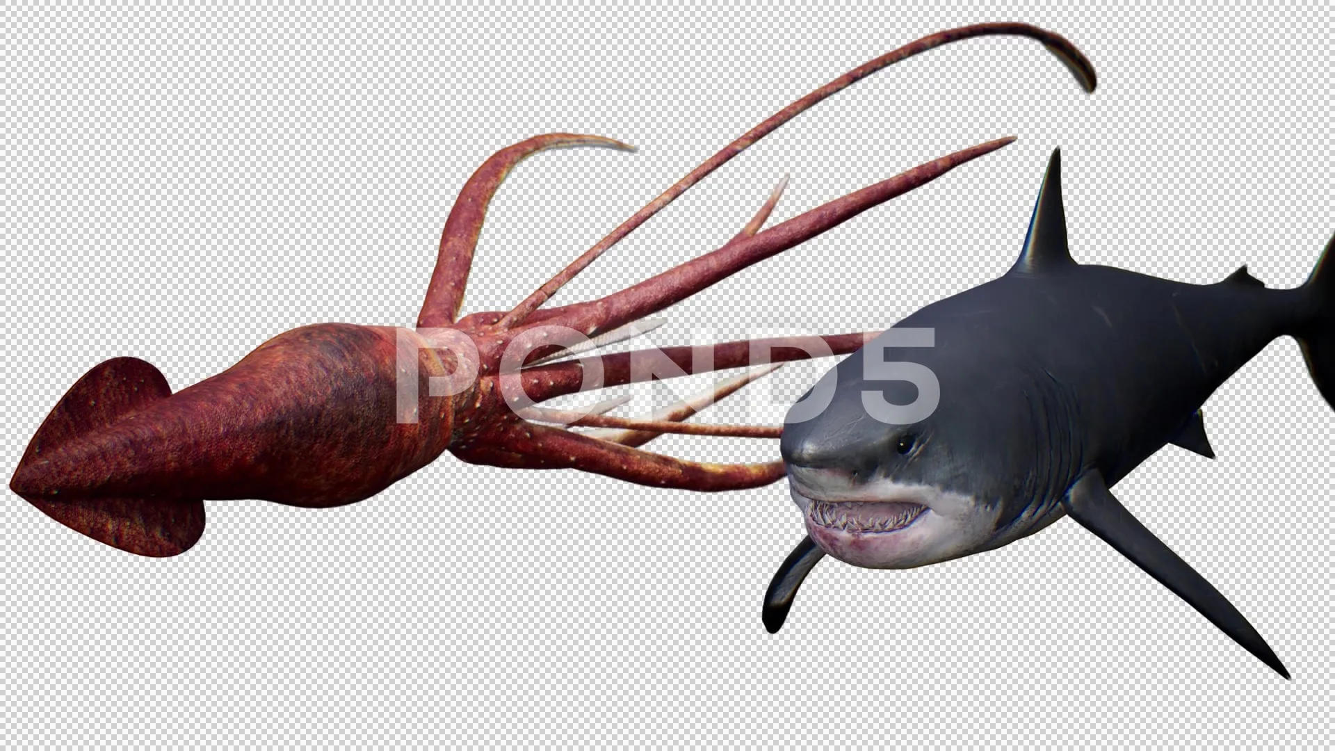 Megalodon Shark Vs Giant Squid