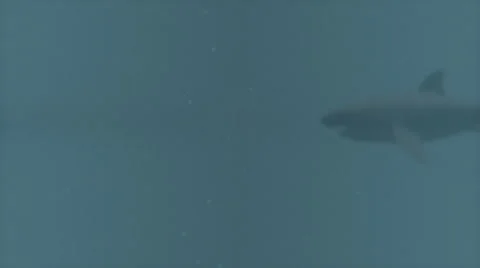 Attack Shark Perso Stock Videos – Royalty-Free HD & 4K Videos