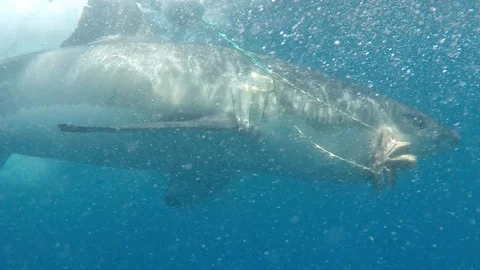 great white shark chasing bait. cage div... | Stock Video | Pond5