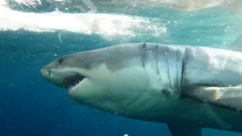 Great White Shark chomping and bumping a... | Stock Video | Pond5