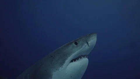 Great white shark close up shot, Guadalu... | Stock Video | Pond5