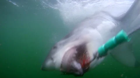 Fish Big Head Stock Videos – Royalty-Free HD & 4K Videos | Page 3