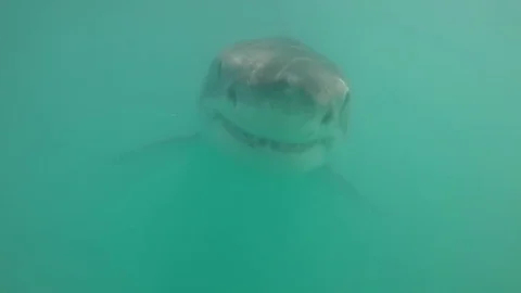 Great white shark head first shot | Stock Video | Pond5