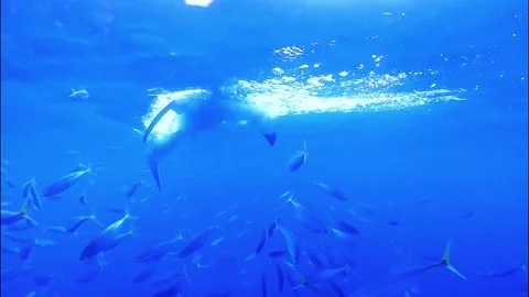 Great White Shark hunting the bait | Stock Video | Pond5