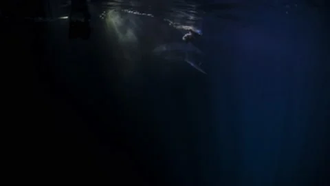 Great White Shark at night Neptune Islan... | Stock Video | Pond5