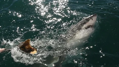 Great White Shark. Shark attacks the ba... | Stock Video | Pond5