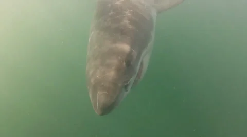 Great white shark slides in and out of c... | Stock Video | Pond5