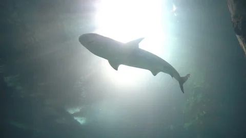 Shark Swimming Video Stock Videos – Royalty-Free HD & 4K Videos | Page 3