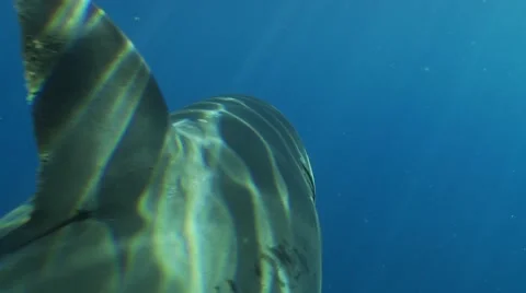 GREAT WHITE SHARKS - STALKING & HUNTING ... | Stock Video | Pond5