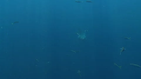 GREAT WHITE SHARKS - STALKING & HUNTING ... | Stock Video | Pond5