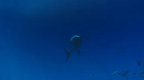 GREAT WHITE SHARKS - STALKING & HUNTING ... | Stock Video | Pond5