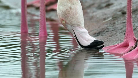 Greater Movie Stock Videos – Royalty-Free HD & 4K Videos