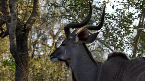 Greater Kudu eating in the jungle, with ... | Stock Video | Pond5