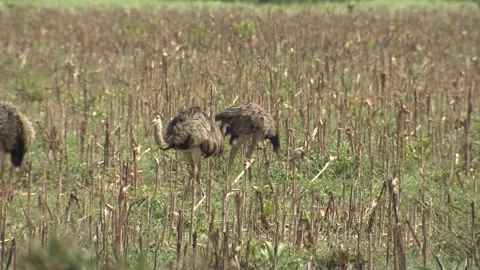 Rheas Stock Videos – Royalty-Free HD & 4K Videos