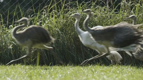 Rhea Stock Footage ~ Royalty Free Stock Videos | Pond5