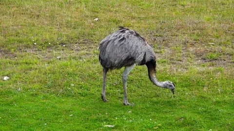 Rhea Stock Footage ~ Royalty Free Stock Videos | Pond5