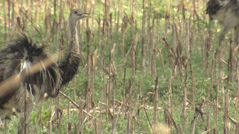 Rheas Stock Videos – Royalty-Free HD & 4K Videos