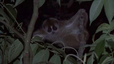 Hang Night Stock Videos – Royalty-Free HD & 4K Videos