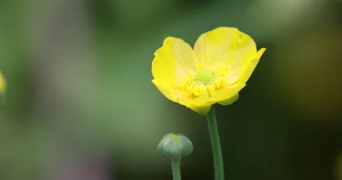 Lingua A C Stock Videos – Royalty-Free HD & 4K Videos